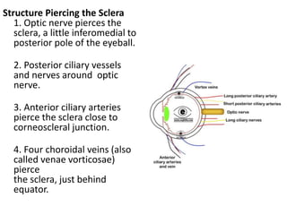 Anatomy of eyeball | PPTX