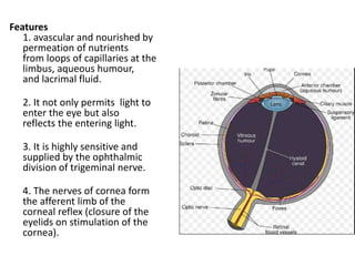 Anatomy of eyeball | PPTX