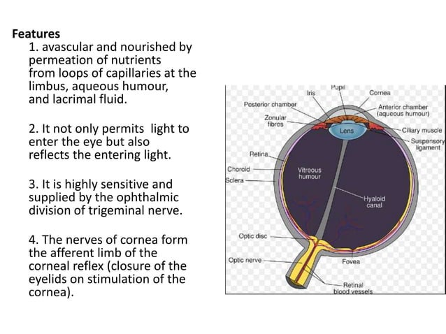 Anatomy of eyeball | PPTX | Eye and Vision Conditions | Diseases and ...