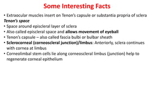Applied Anatomy of Orbit and Eyeball.pptx