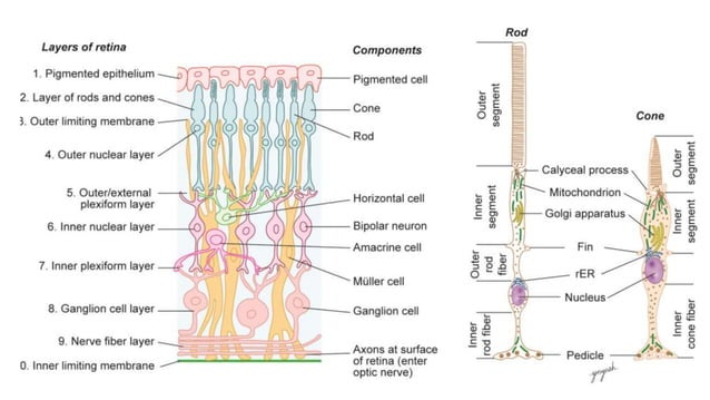 Applied Anatomy of Orbit and Eyeball.pptx