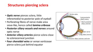 Applied Anatomy of Orbit and Eyeball.pptx