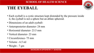 The Human Eyeball: Anatomy, Structure, and Clinical Significance | PPTX