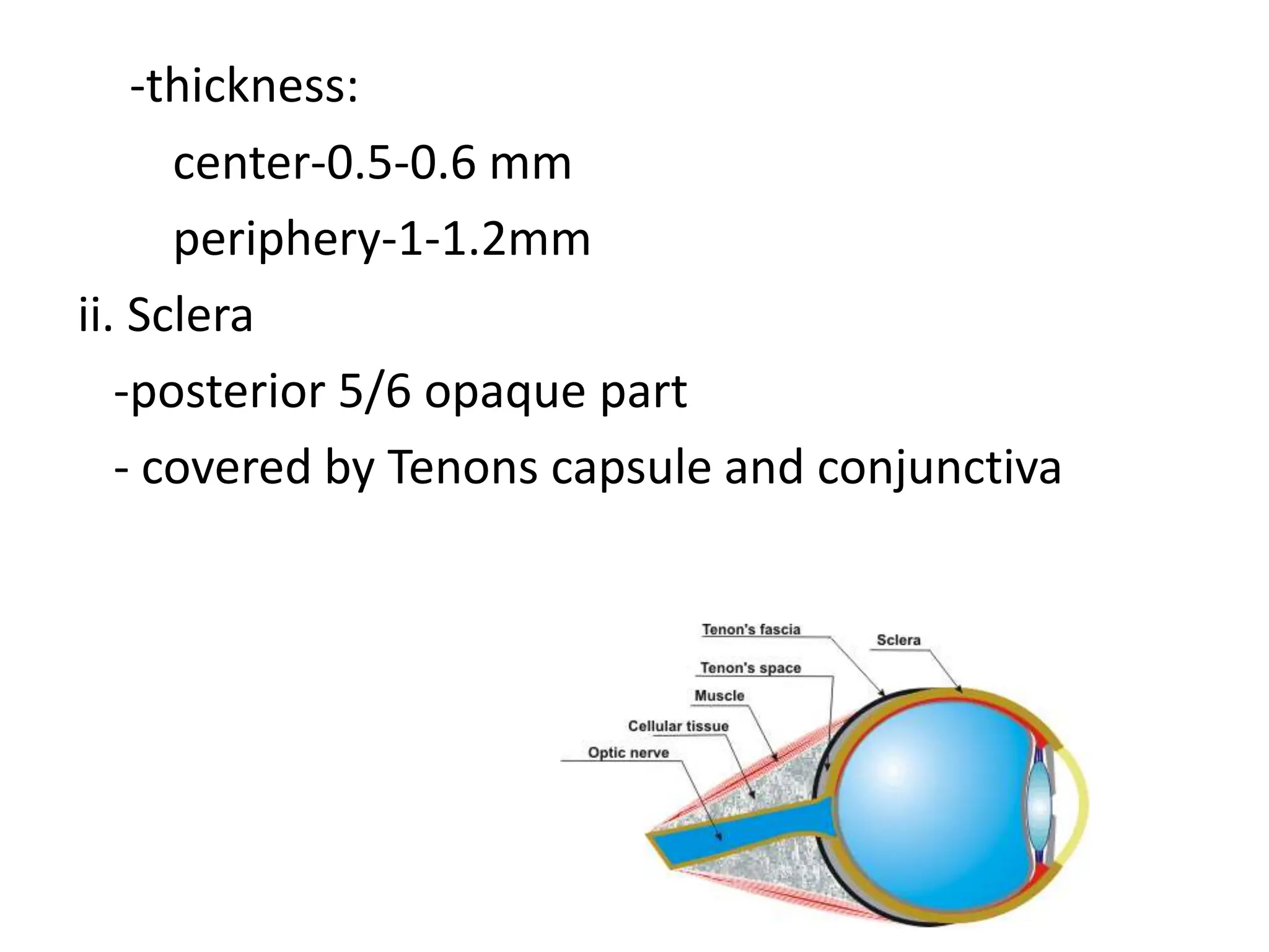 anatomy of eyeball assignment presentation | PPT