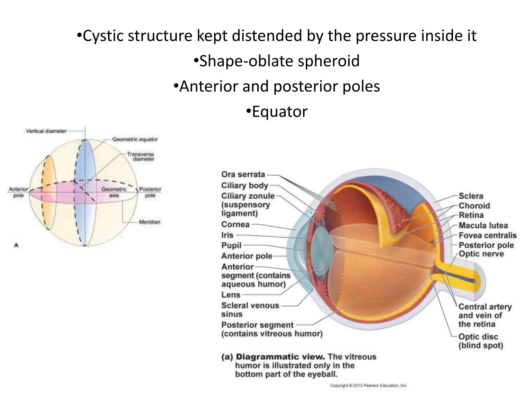 anatomy of eyeball assignment presentation | PPT
