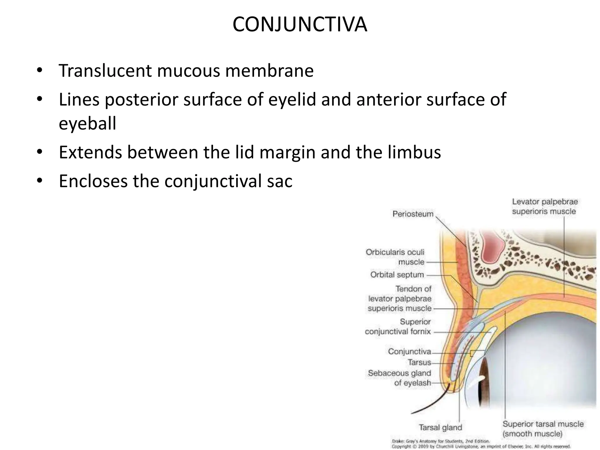anatomy of eyeball assignment presentation | PPT