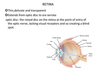 anatomy of eyeball assignment presentation | PPT