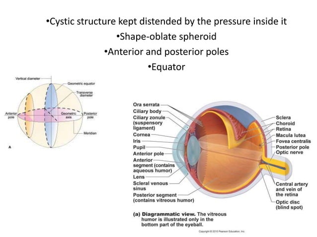 anatomy of eyeball assignment presentation | PPT