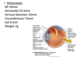 anatomy of eyeball assignment presentation | PPT