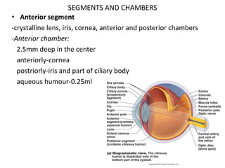 anatomy of eyeball assignment presentation | PPT