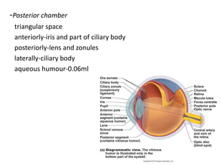 anatomy of eyeball assignment presentation | PPT