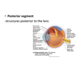 anatomy of eyeball assignment presentation | PPT