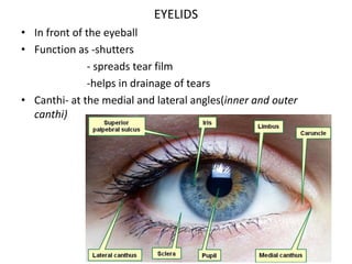 anatomy of eyeball assignment presentation | PPT