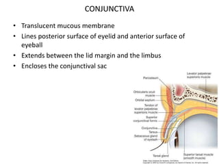 anatomy of eyeball assignment presentation | PPT