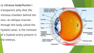 anatomy of eyeball and extraoccular muscles.pptx