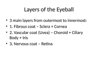 Anatomy_of_Eyeball_Presentation (1).pptx