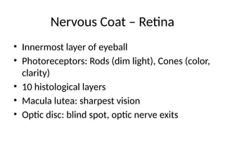 Anatomy_of_Eyeball_Presentation (1).pptx