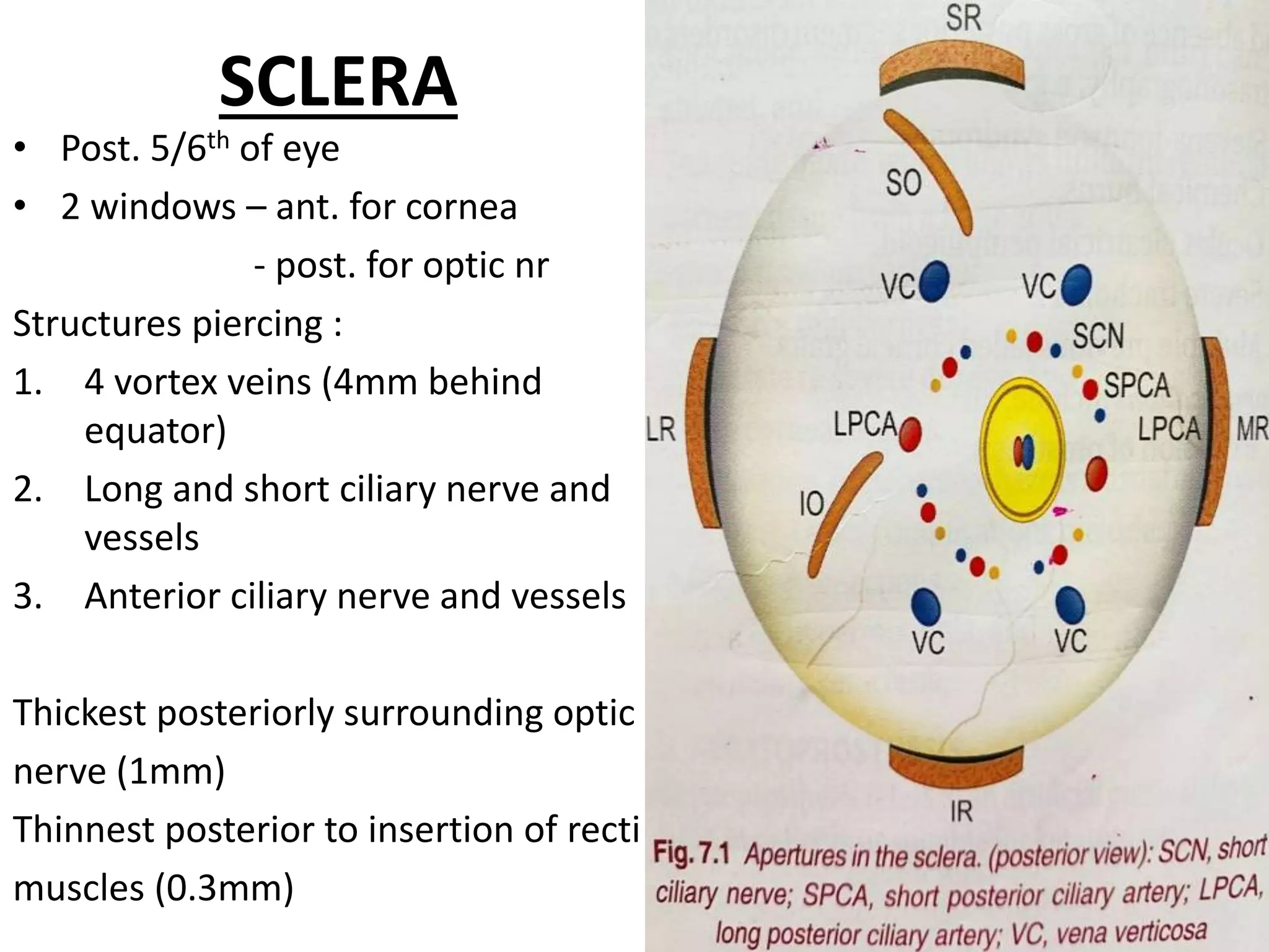 anatomy of eye copy.pptx