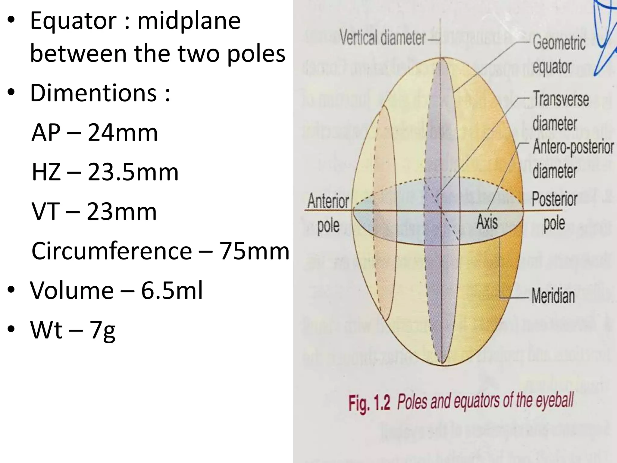 anatomy of eye copy.pptx