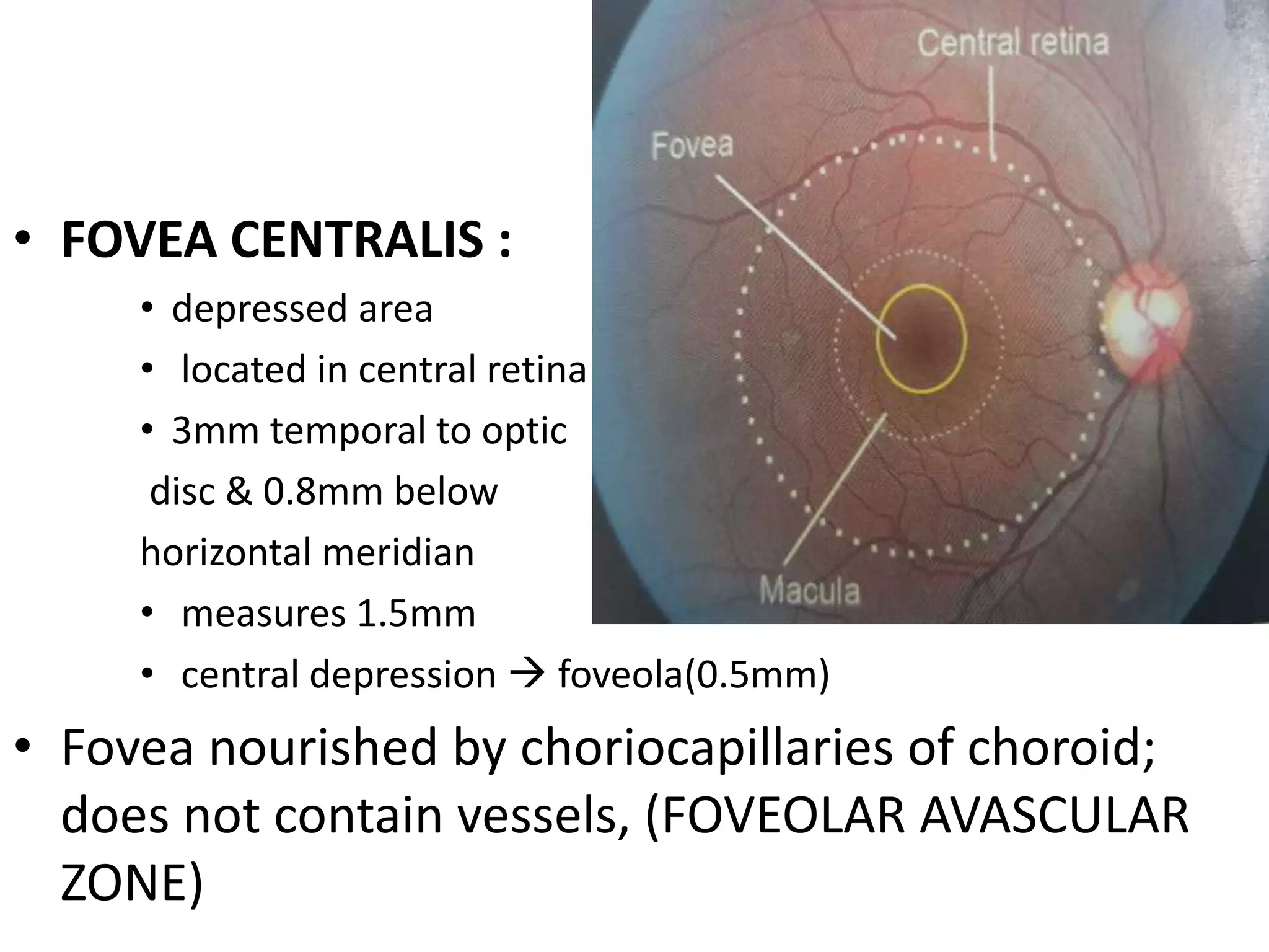anatomy of eye copy.pptx