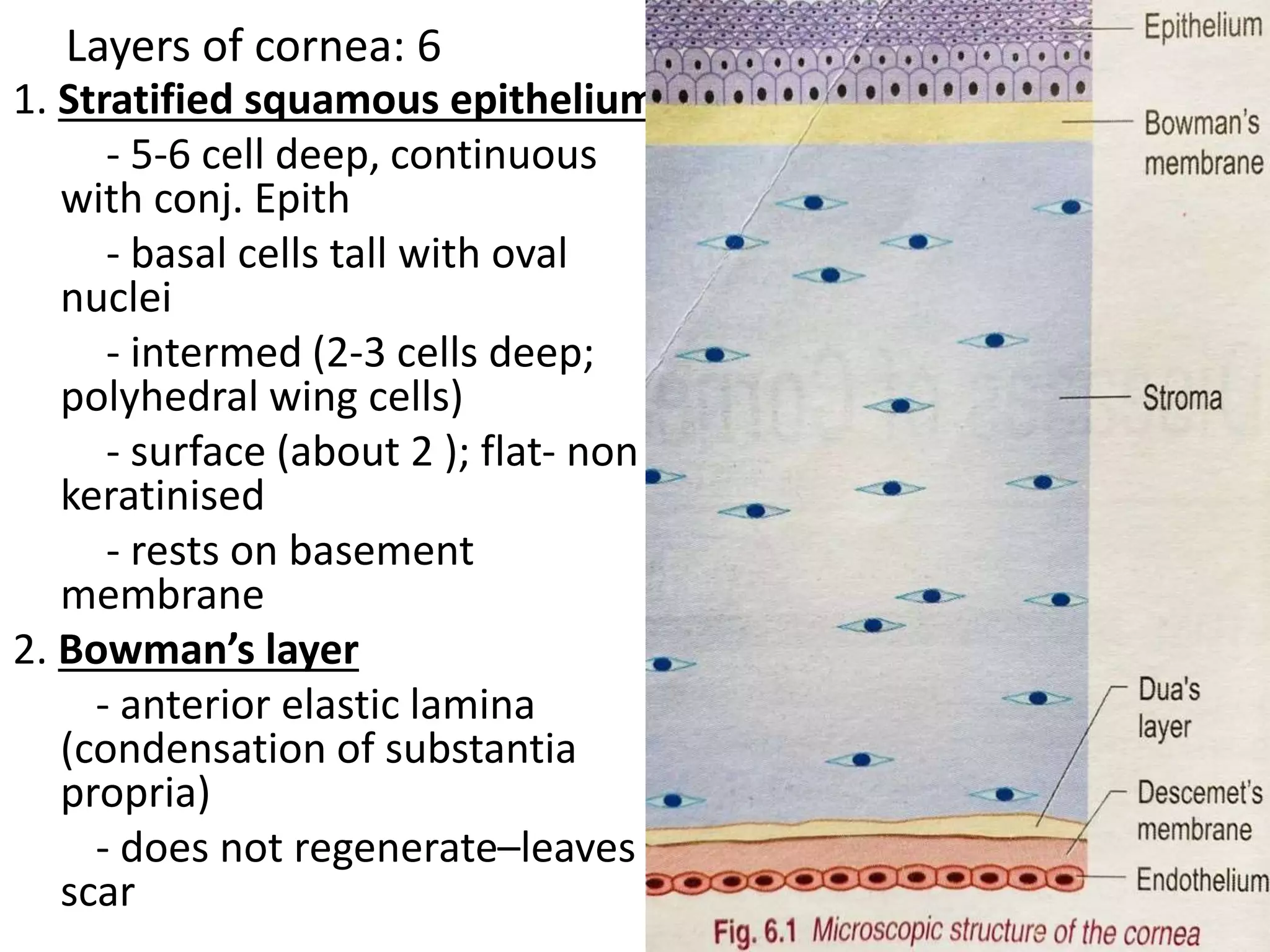 anatomy of eye copy.pptx