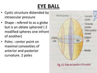 anatomy of eye copy.pptx