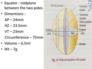 anatomy of eye copy.pptx