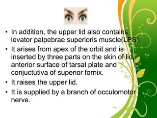 Anatomyofeyelid 110601165343-phpapp02-converted | PPTX