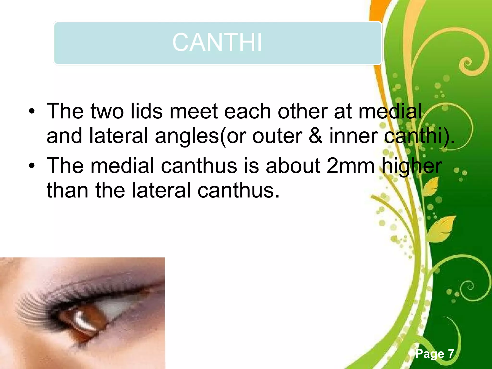 Anatomy of eyelid | PPT