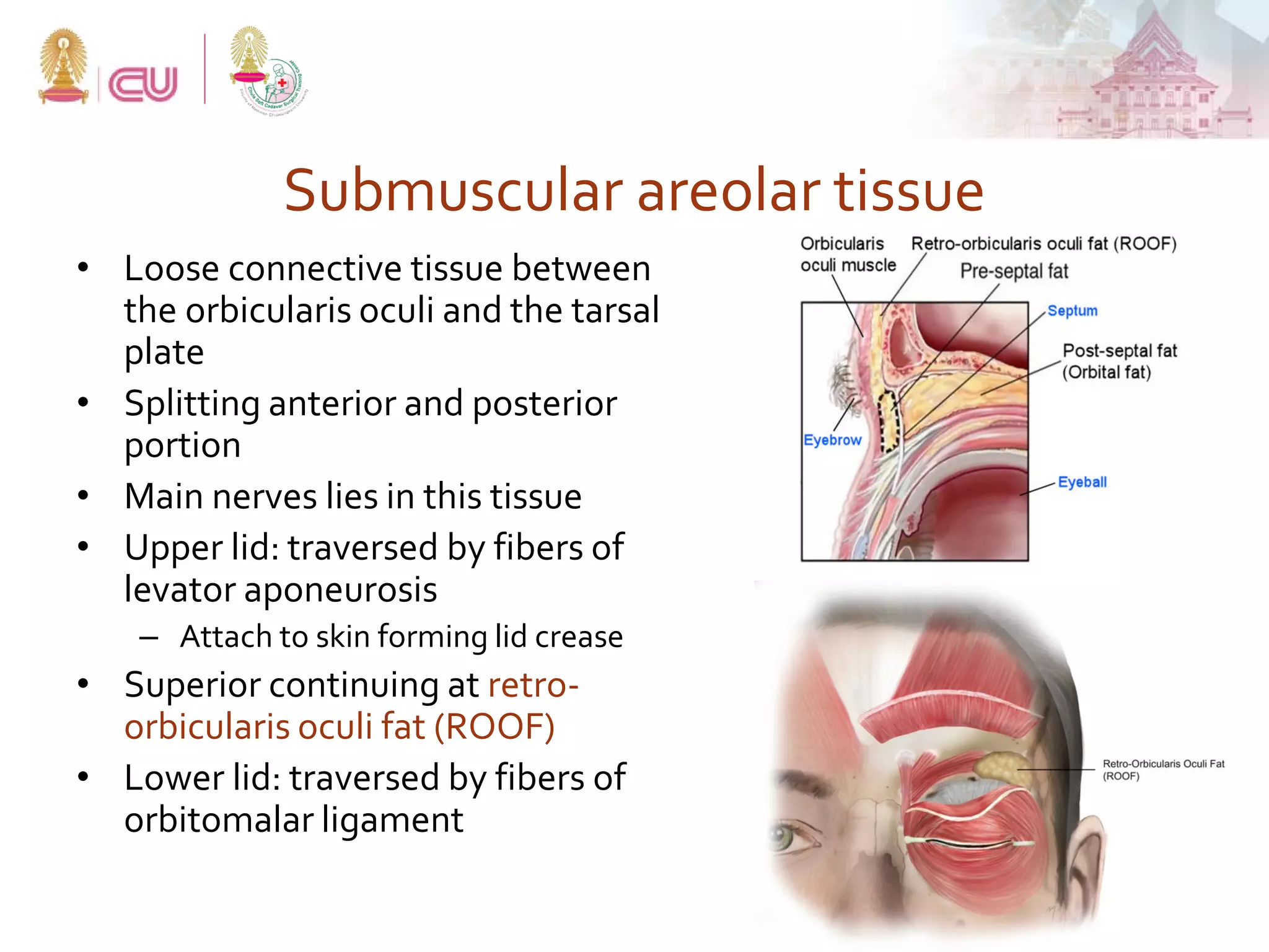 Anatomy of Eyelid | PDF