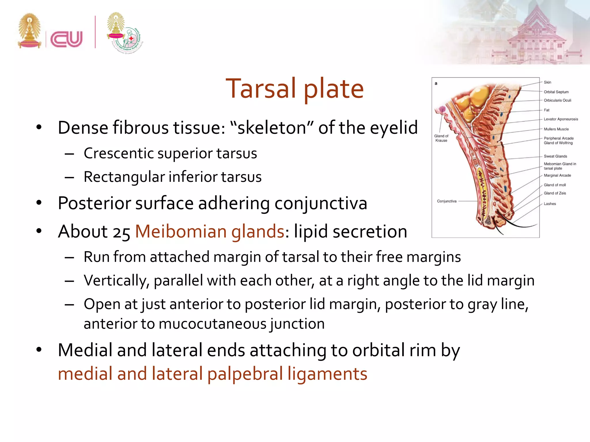Anatomy of Eyelid | PDF