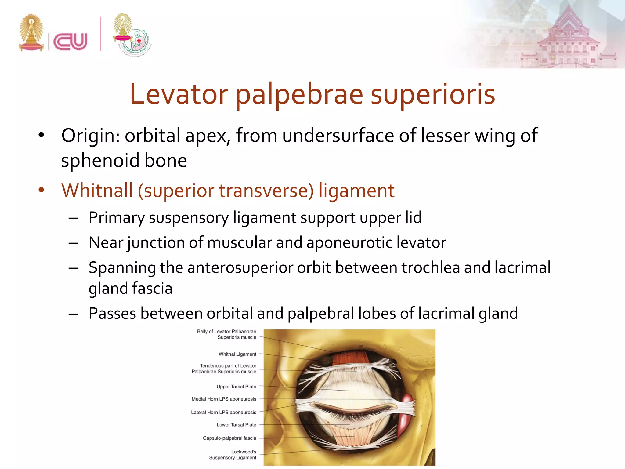 Anatomy of Eyelid | PDF