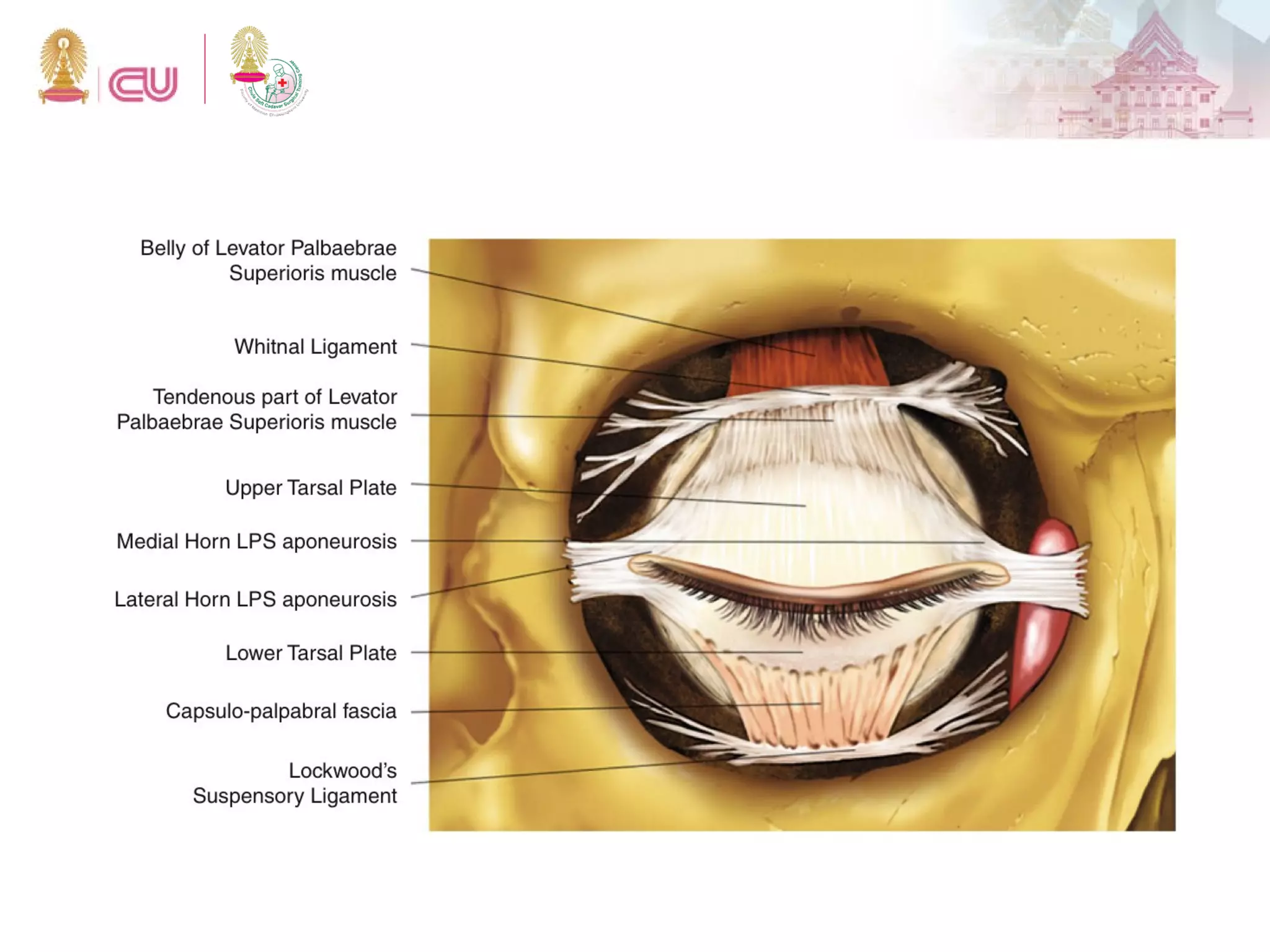 Anatomy of Eyelid | PDF
