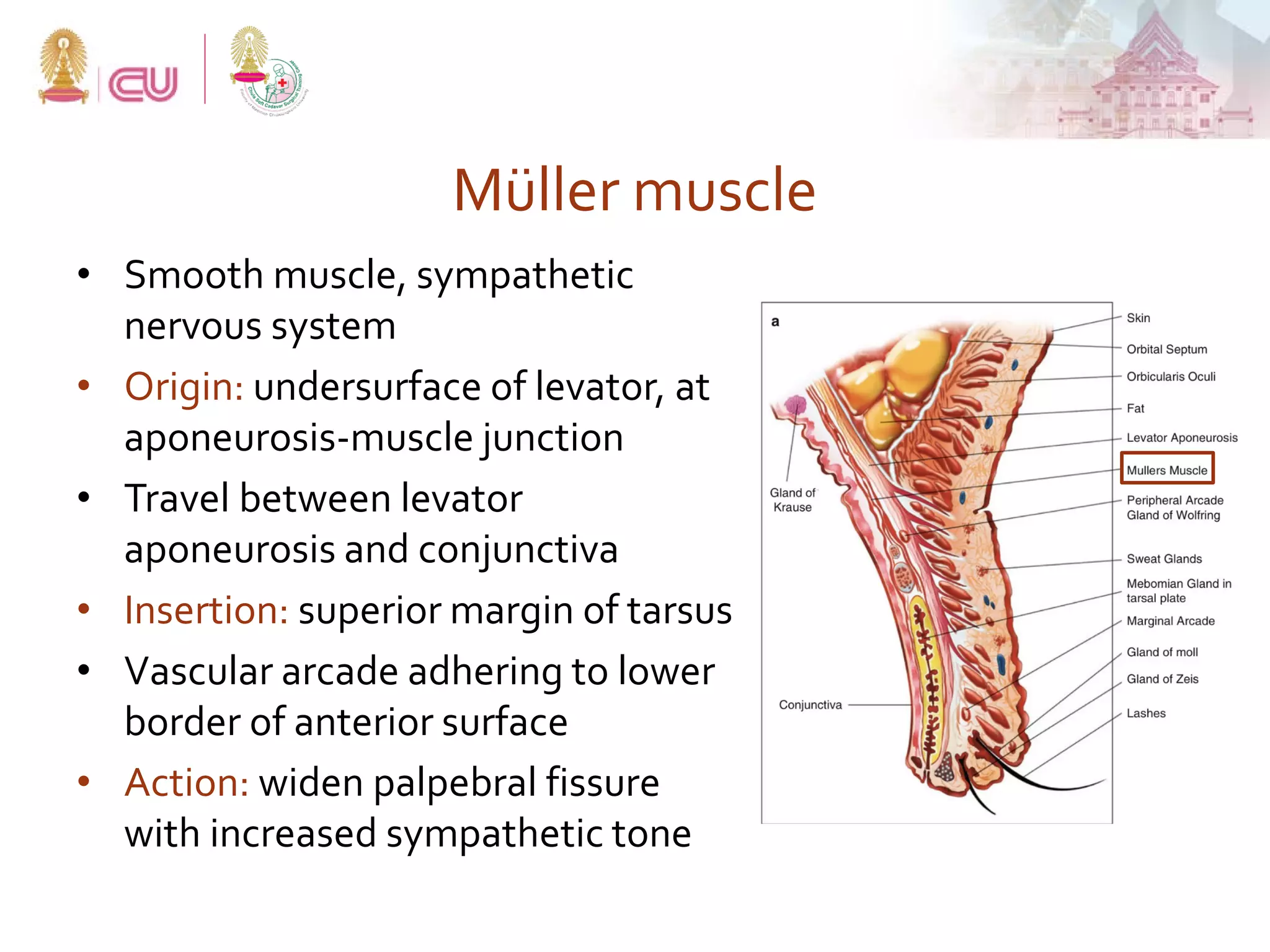 Anatomy of Eyelid | PDF