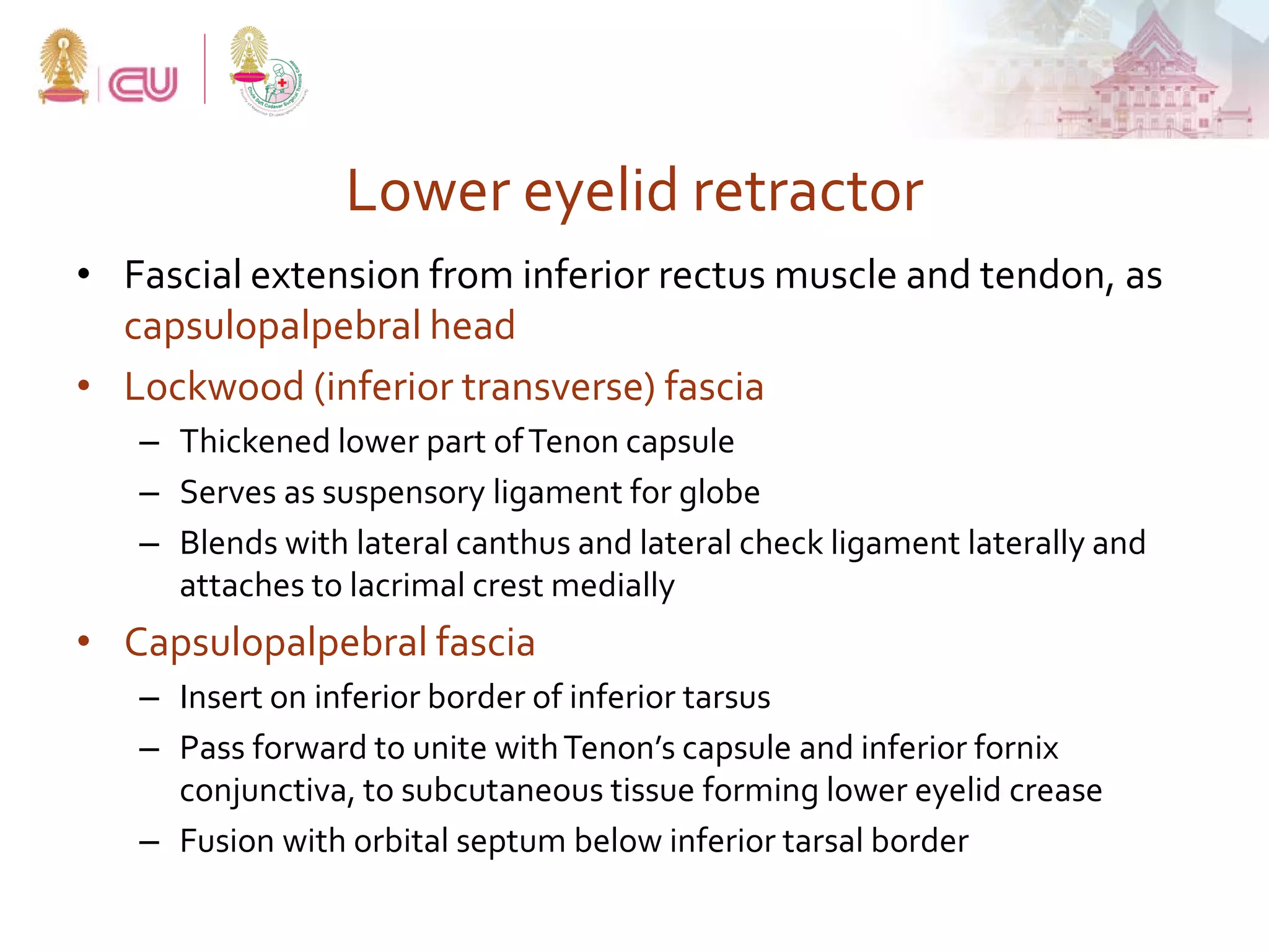 Anatomy of Eyelid | PDF