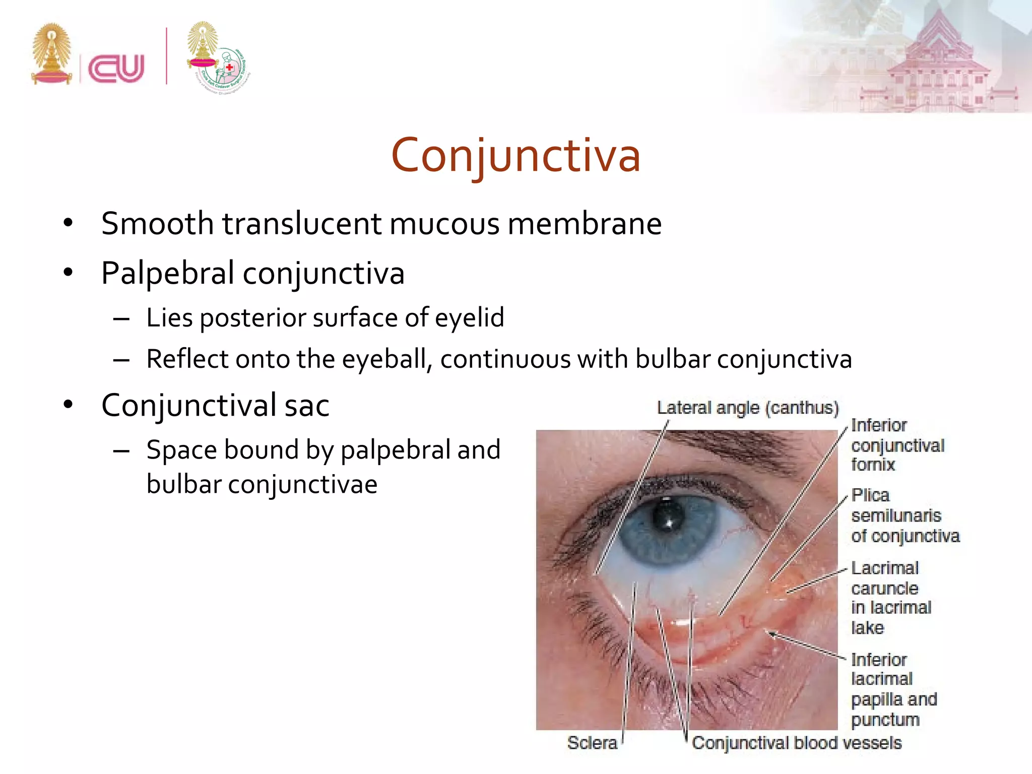 Anatomy of Eyelid | PDF
