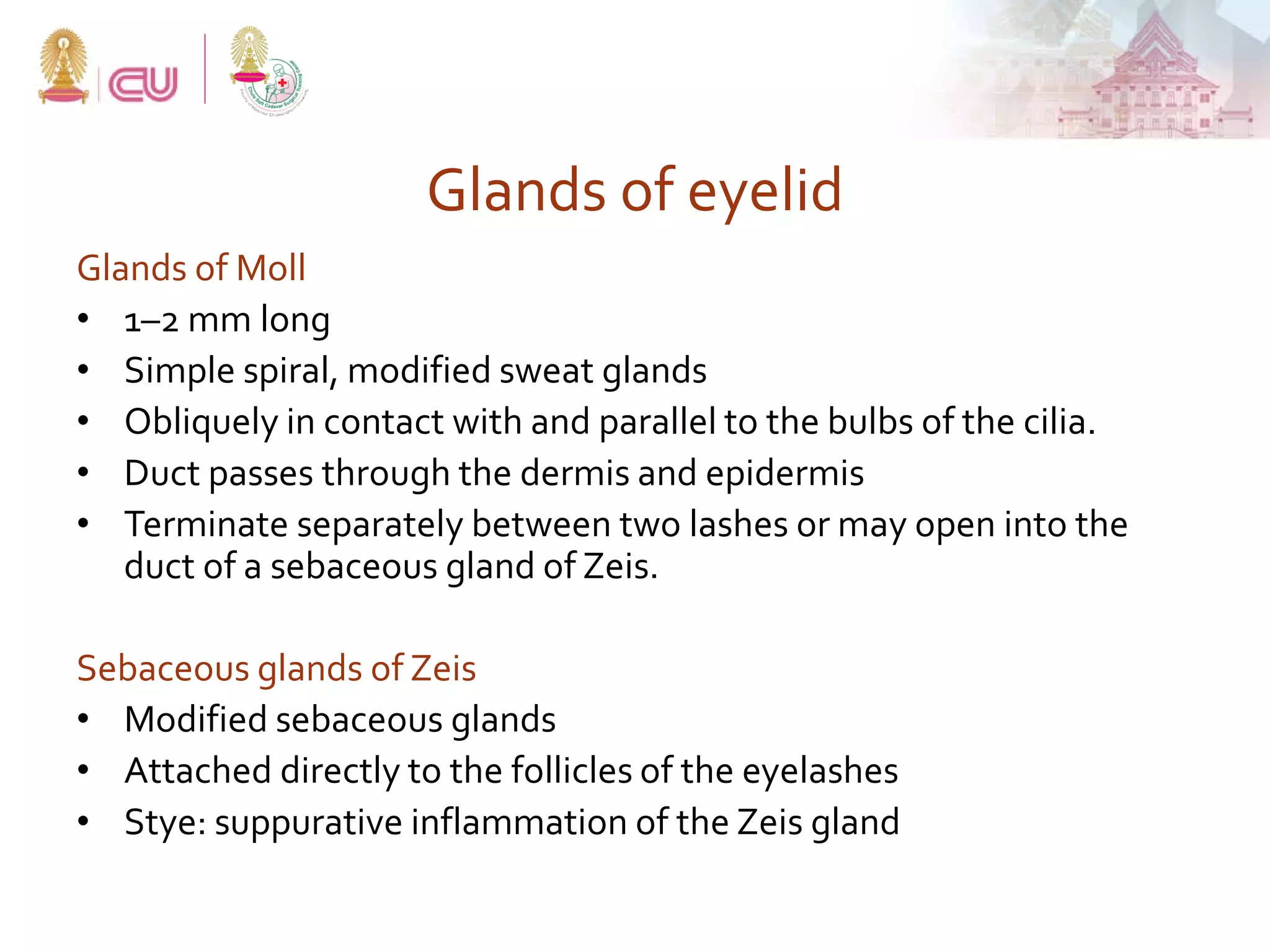 Anatomy of Eyelid | PDF