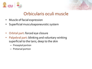 Anatomy of Eyelid | PDF