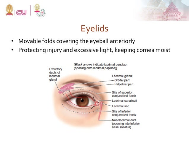 Eyelid Anatomy
