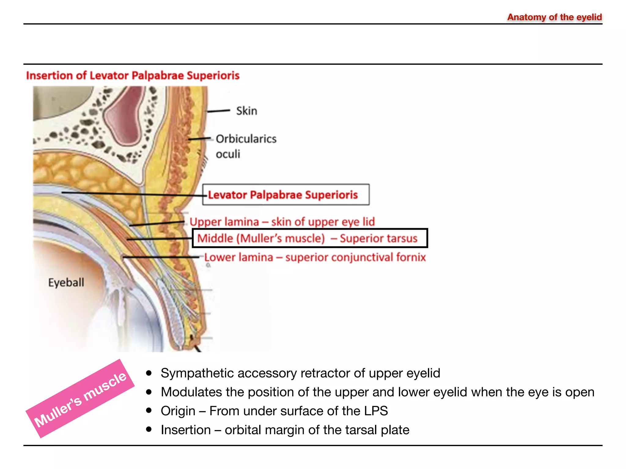Anatomy Of Eyelid Pdf
