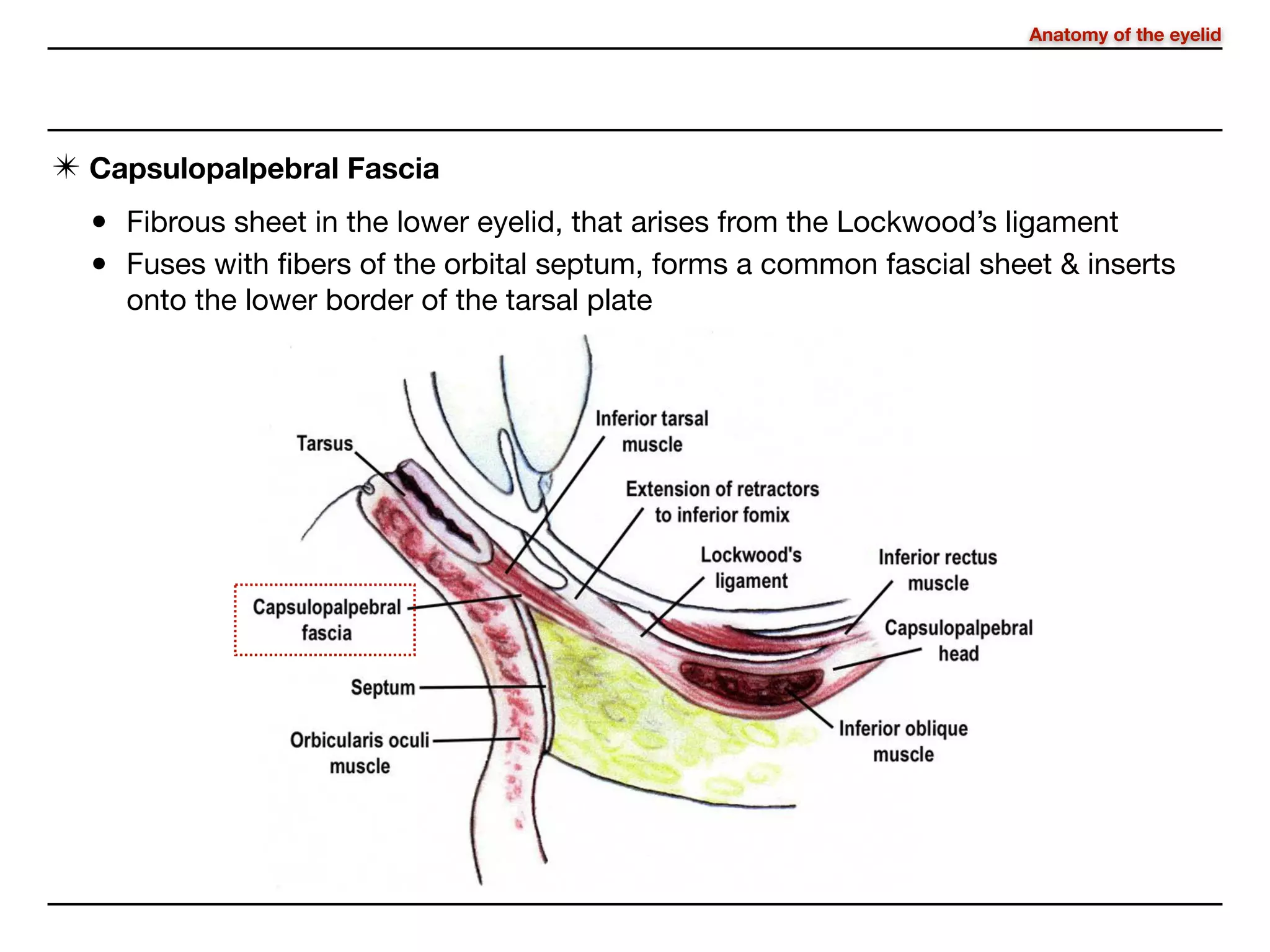 Anatomy of eyelid | PDF