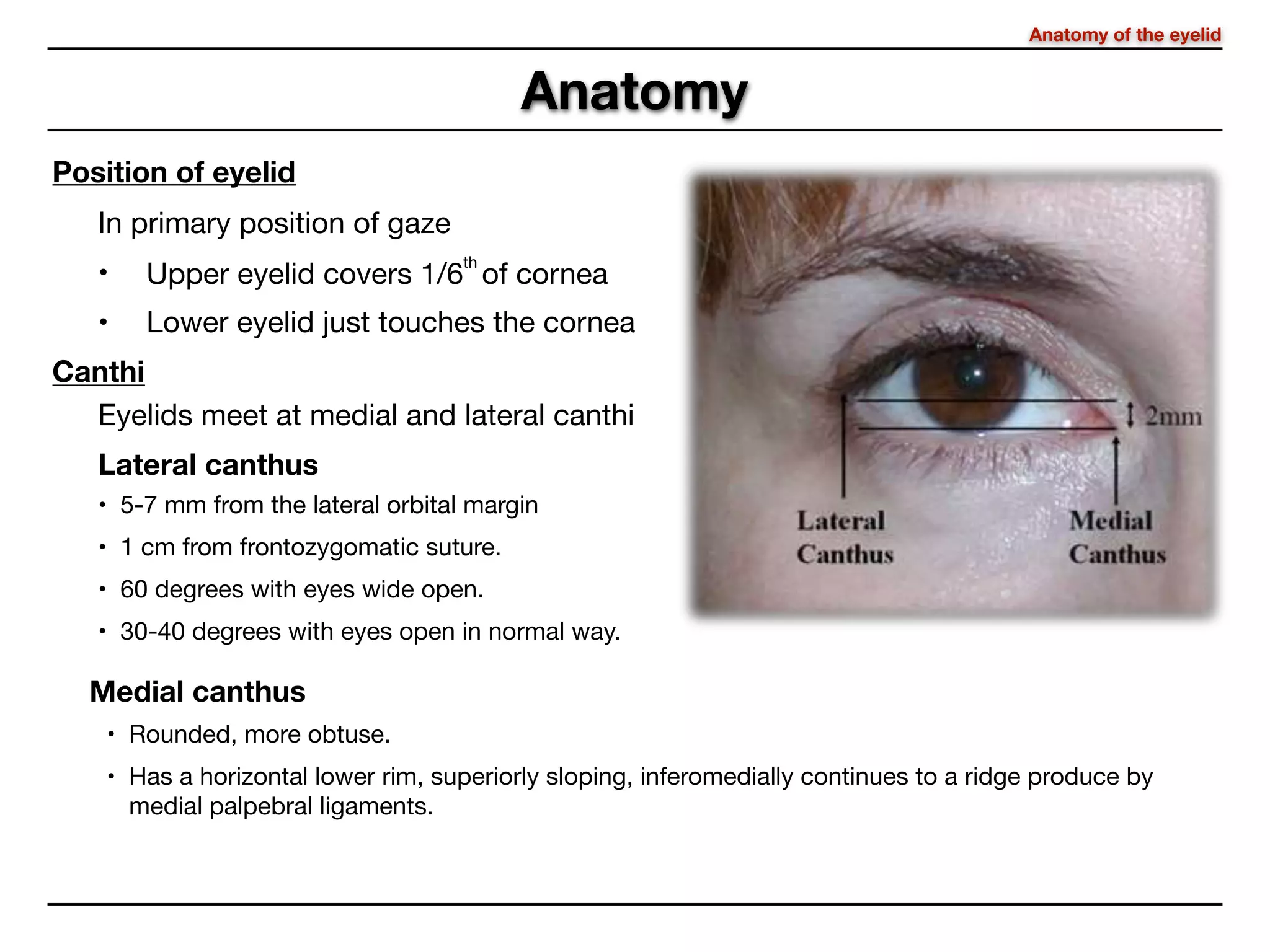 Anatomy of eyelid | PDF