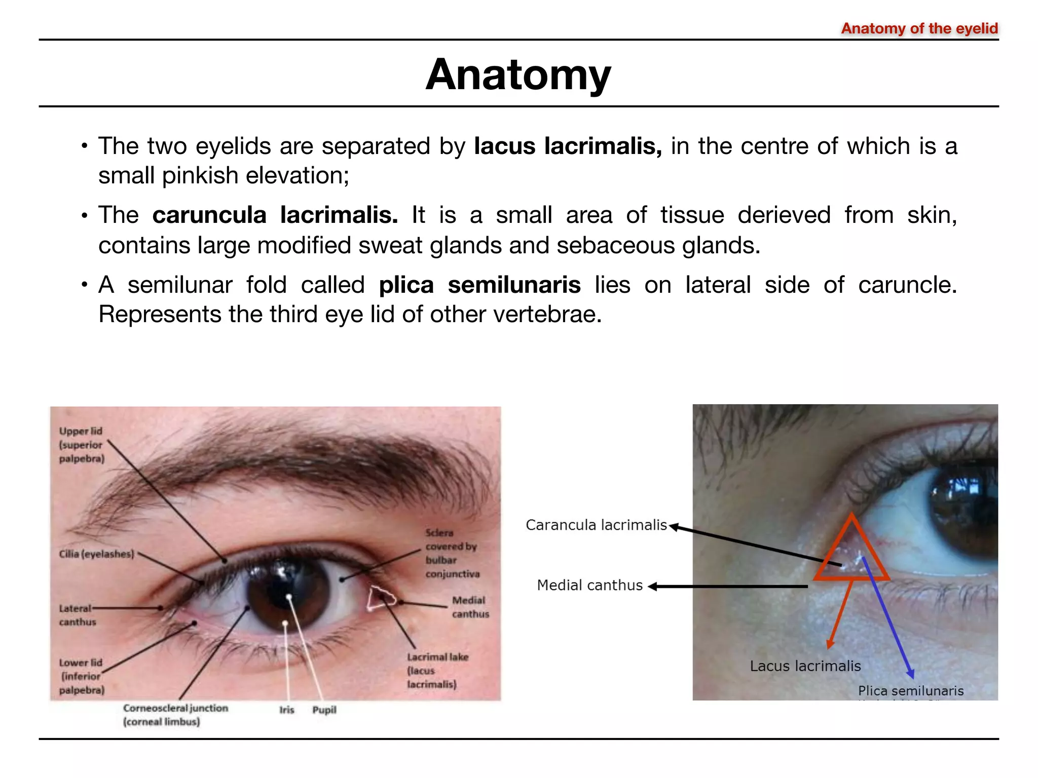 Anatomy of eyelid | PDF
