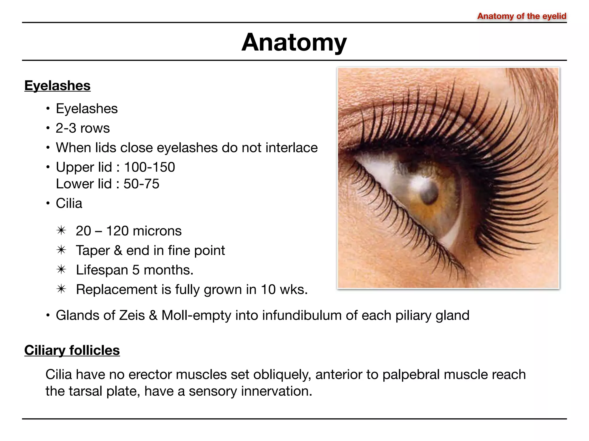 Anatomy of eyelid | PDF