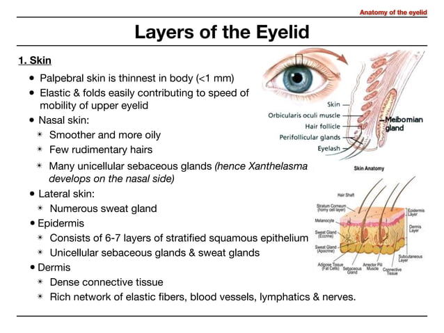 Anatomy of eyelid | PDF | Eye and Vision Conditions | Diseases and ...