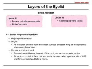 Anatomy of eyelid | PDF