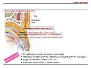 Anatomy of eyelid | PDF