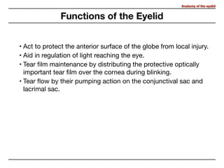 Anatomy of eyelid | PDF | Eye and Vision Conditions | Diseases and ...