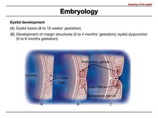 Anatomy of eyelid | PDF