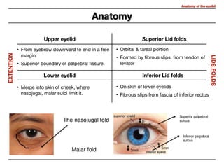 Anatomy of eyelid | PDF